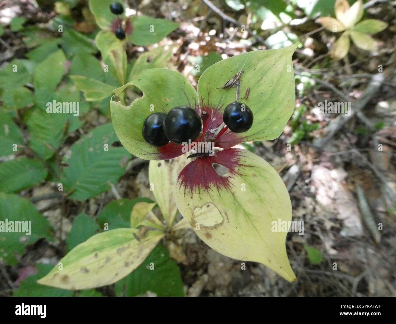 Cucumber Root (Medeola virginiana Stock Photo - Alamy
