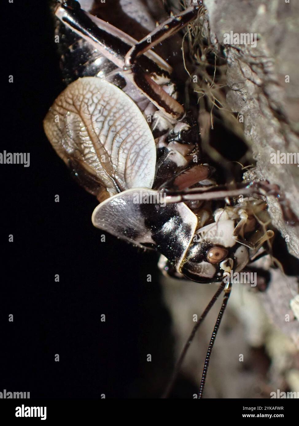 Great Grig (Cyphoderris monstrosa Stock Photo - Alamy