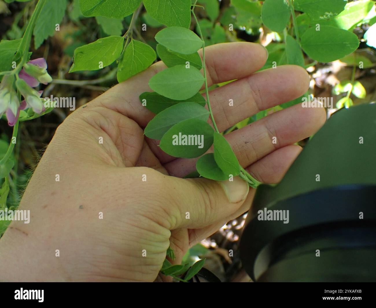 Sierra Nevada Peavine (Lathyrus nevadensis Stock Photo - Alamy