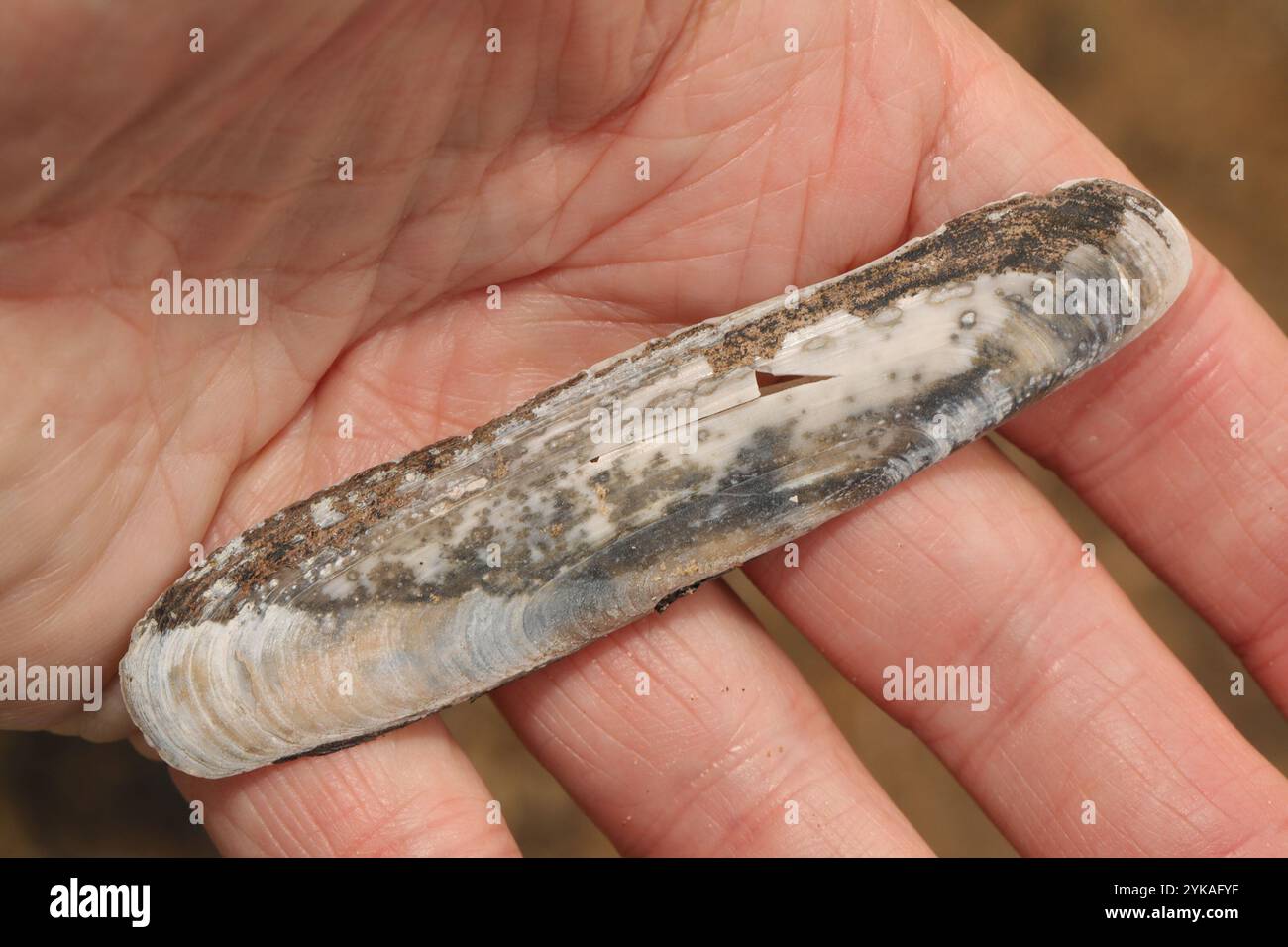 Pod Razor (Pharus legumen Stock Photo - Alamy