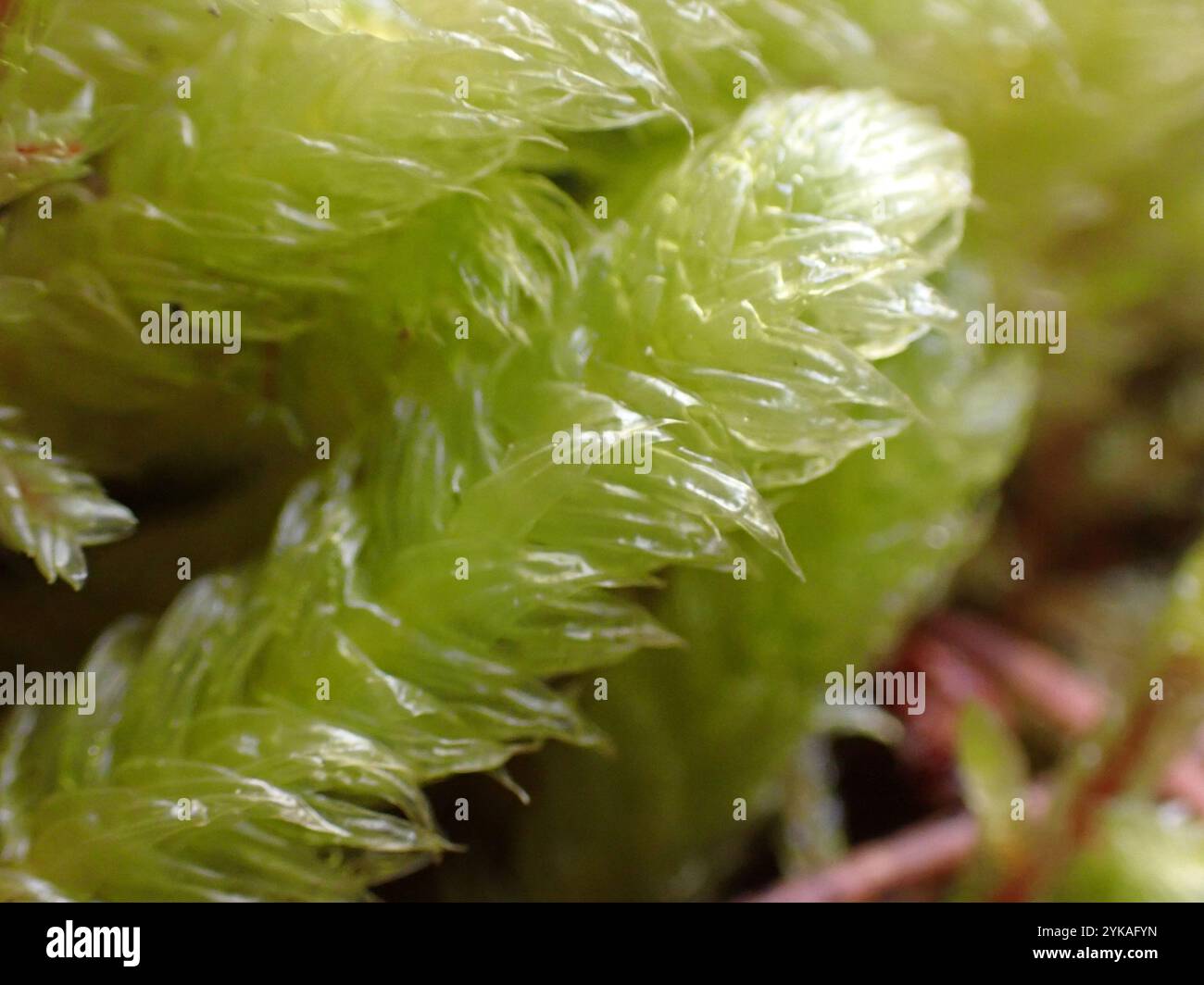 Pipecleaner Moss (Rhytidiopsis robusta Stock Photo - Alamy