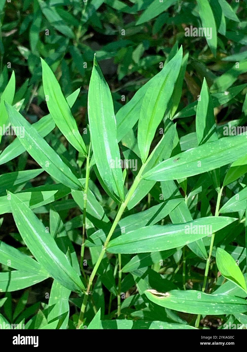 Japanese stiltgrass (Microstegium vimineum Stock Photo - Alamy