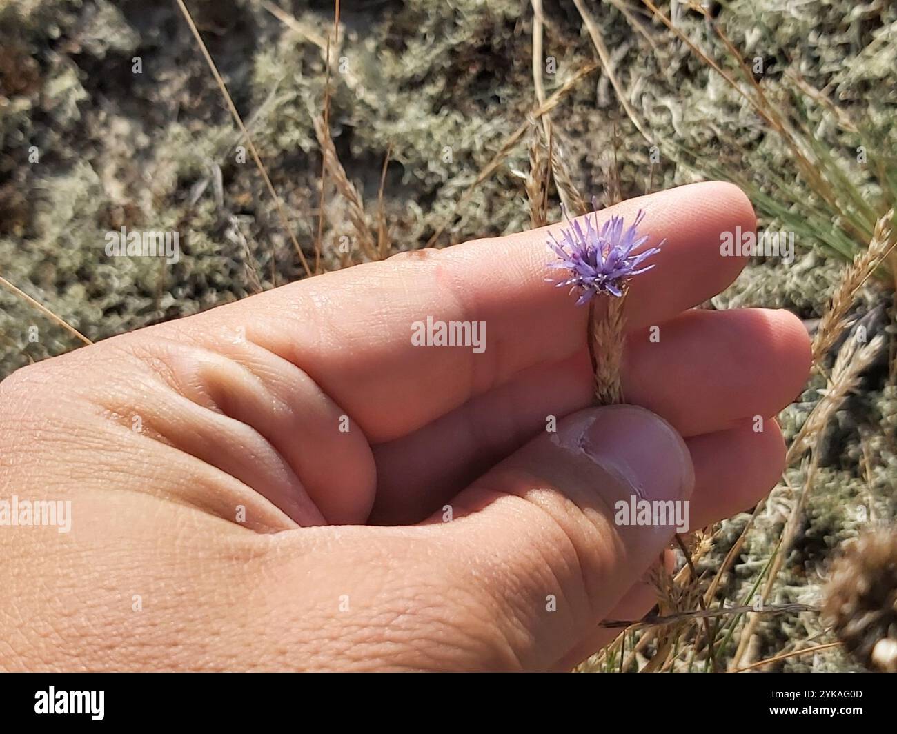 Sheep's-bit (Jasione montana Stock Photo - Alamy