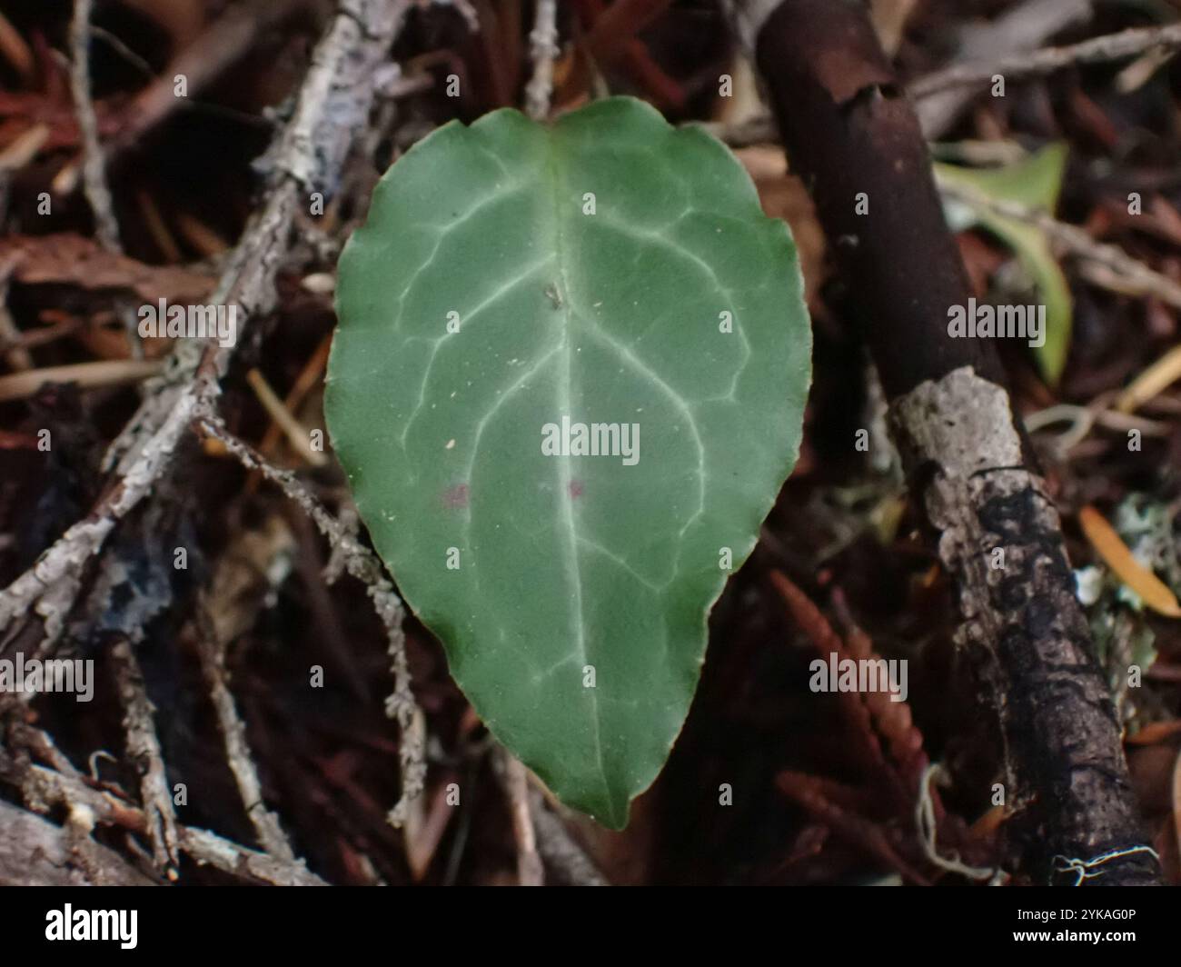 white-veined wintergreen (Pyrola picta Stock Photo - Alamy