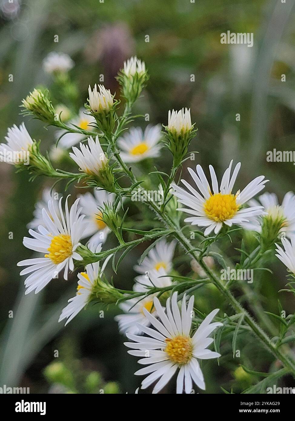 hairy white oldfield aster (Symphyotrichum pilosum Stock Photo - Alamy