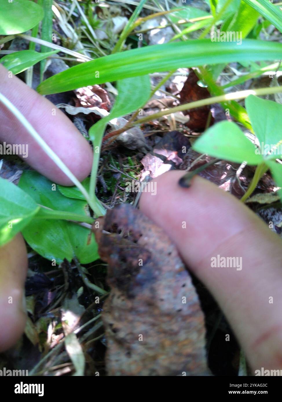 shinleaf (Pyrola elliptica Stock Photo - Alamy