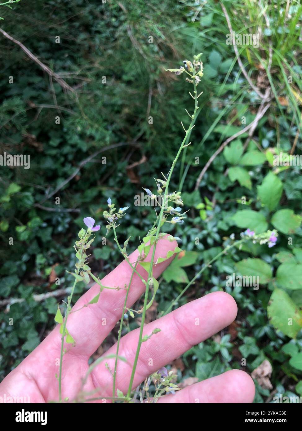 tall tick-trefoil (Desmodium glabellum Stock Photo - Alamy