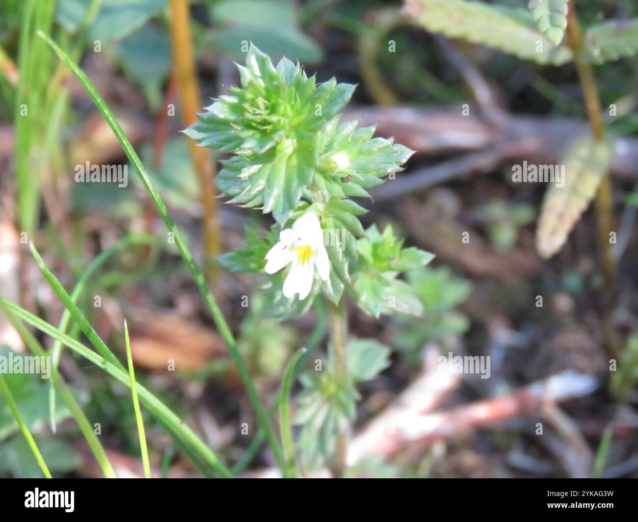 Common Eyebright (Euphrasia nemorosa Stock Photo - Alamy
