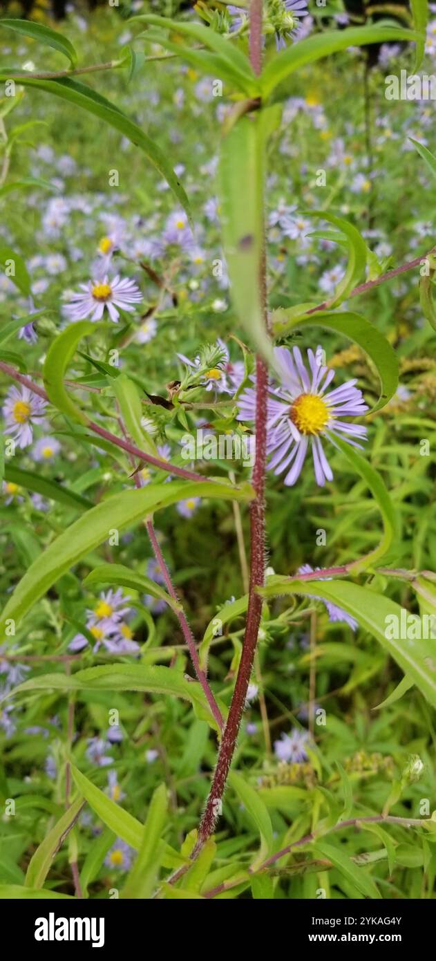 swamp aster (Symphyotrichum puniceum Stock Photo - Alamy