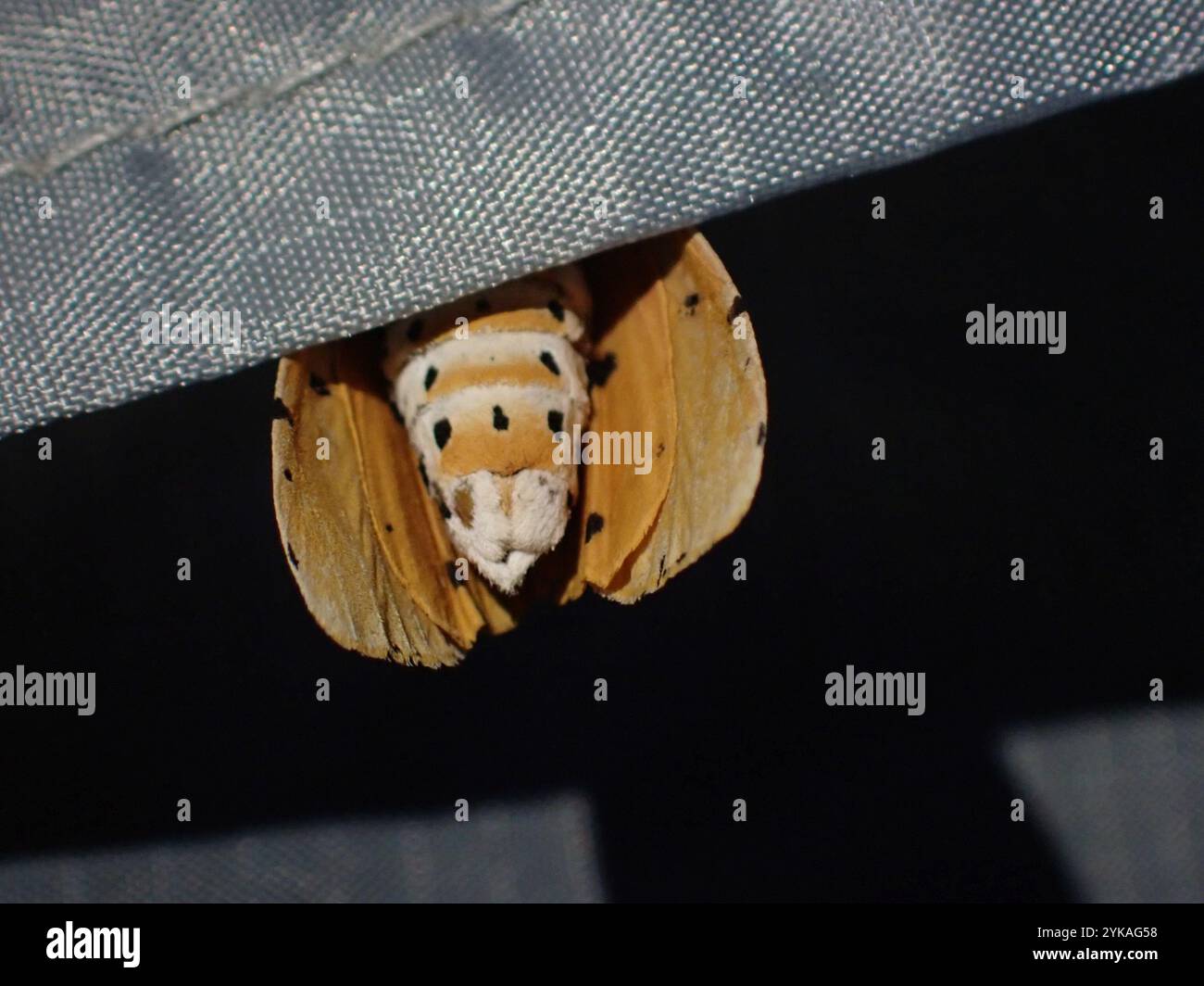 Salt Marsh Moth (Estigmene acrea Stock Photo - Alamy