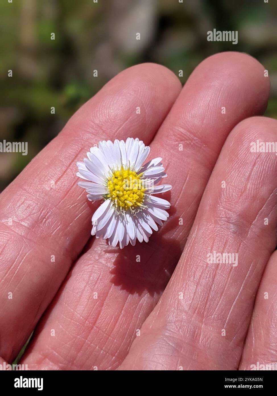 Purple Burr-daisy (Calotis cuneifolia Stock Photo - Alamy