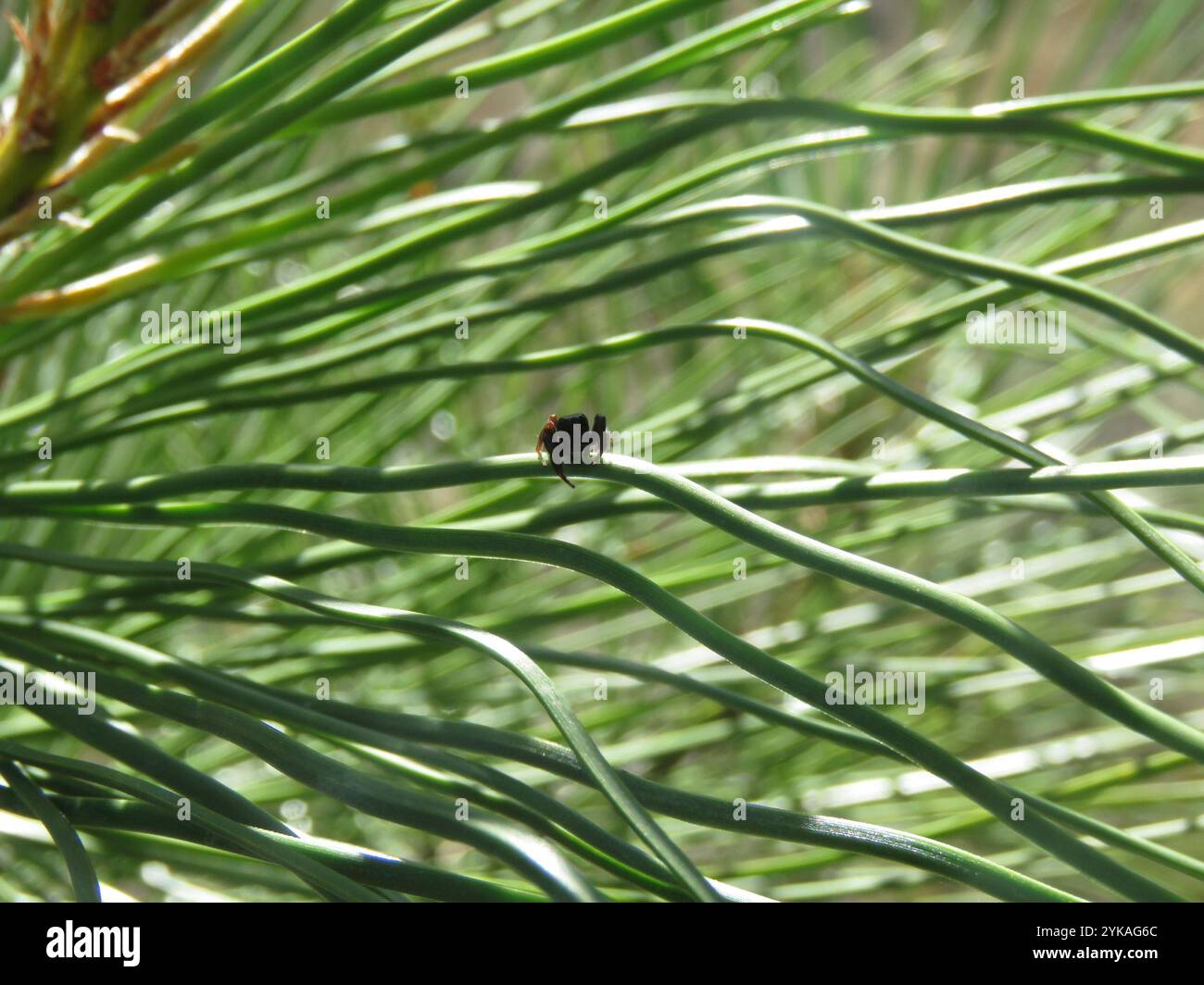 Leaf-beetle Jumping Spiders (Sassacus Stock Photo - Alamy