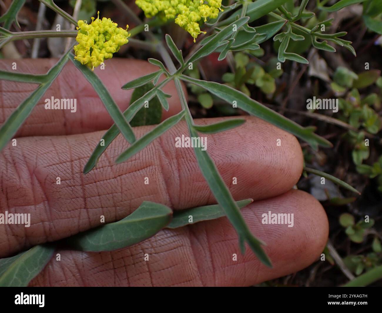 Wyeth Biscuitroot (Lomatium ambiguum Stock Photo - Alamy