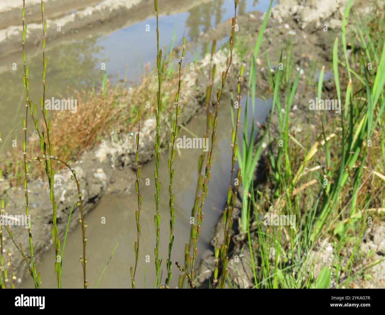 Arrowgrass hi-res stock photography and images - Alamy