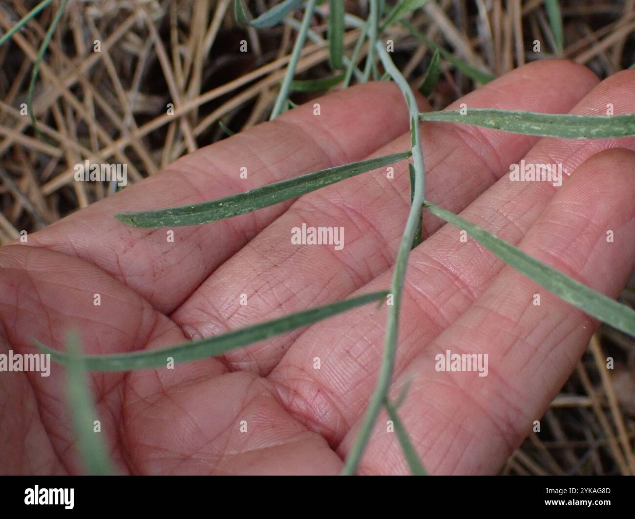 Flaxleaf hi-res stock photography and images - Alamy