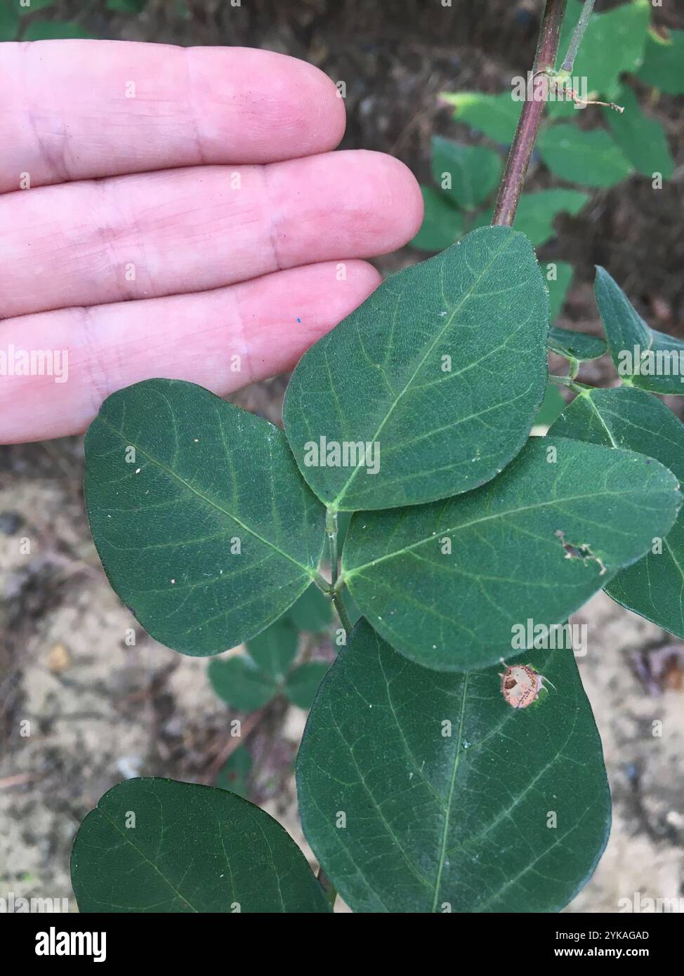 perplexed tick-trefoil (Desmodium perplexum Stock Photo - Alamy