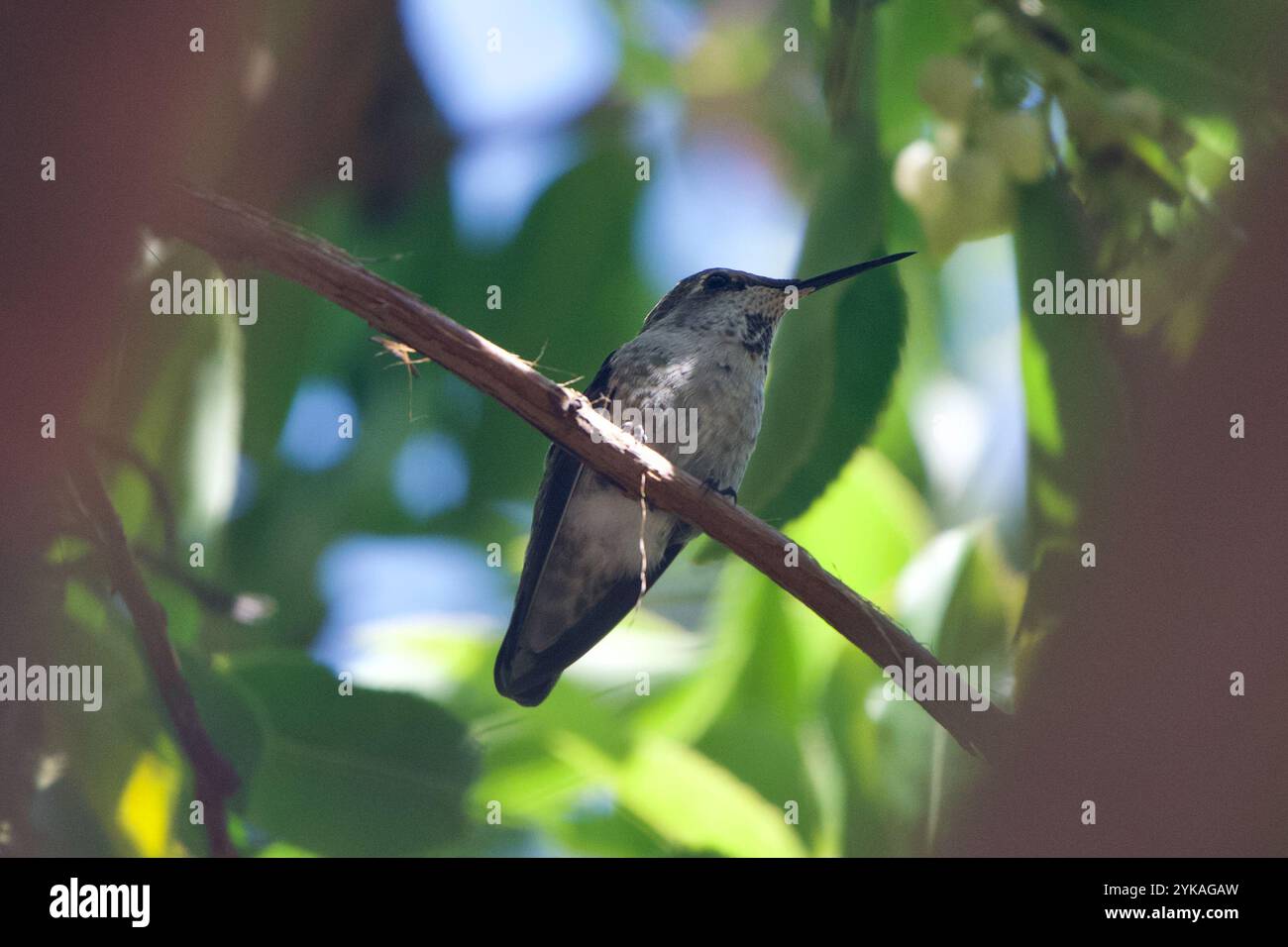 Anna's Hummingbird (Calypte anna Stock Photo - Alamy