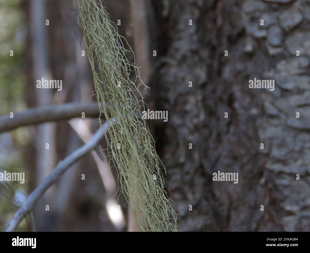 Witch's Hair (Alectoria sarmentosa Stock Photo - Alamy