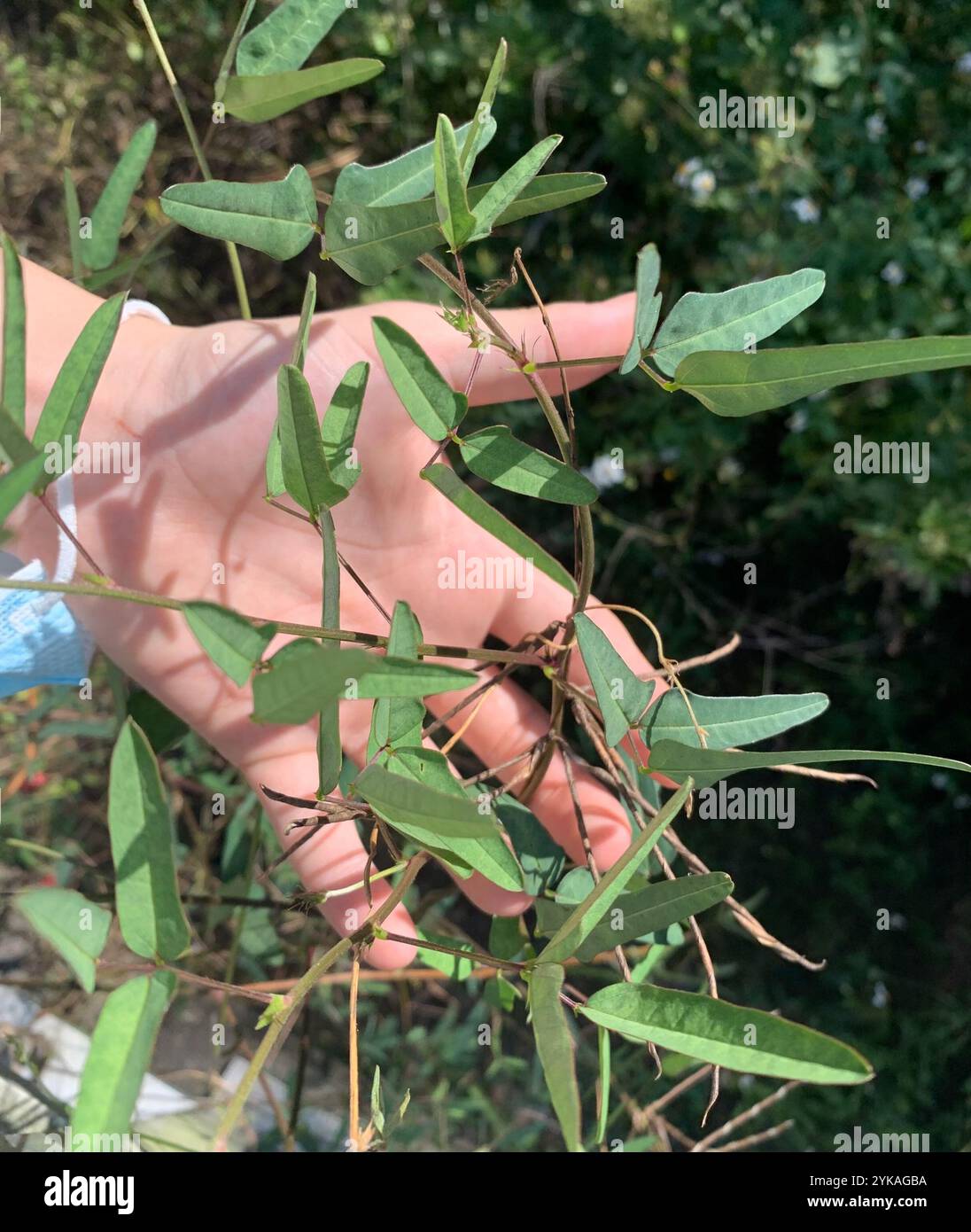 Phasey Bean (Macroptilium lathyroides Stock Photo - Alamy