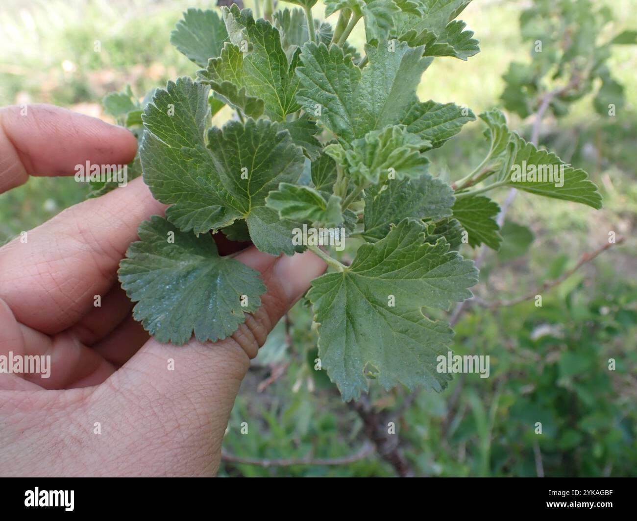 wax currant (Ribes cereum Stock Photo - Alamy