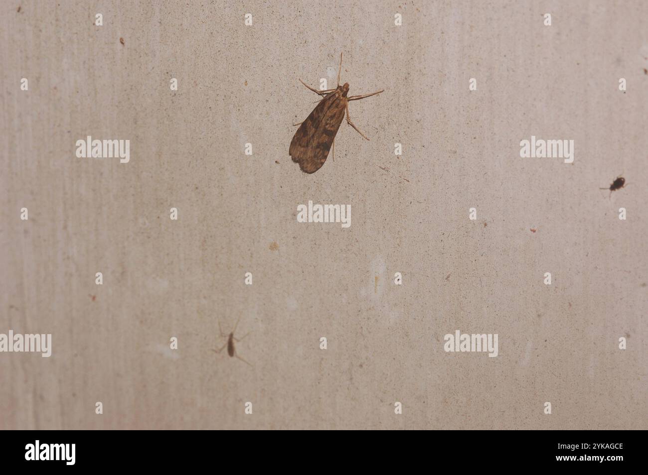 Lucerne Moth (Nomophila nearctica Stock Photo - Alamy