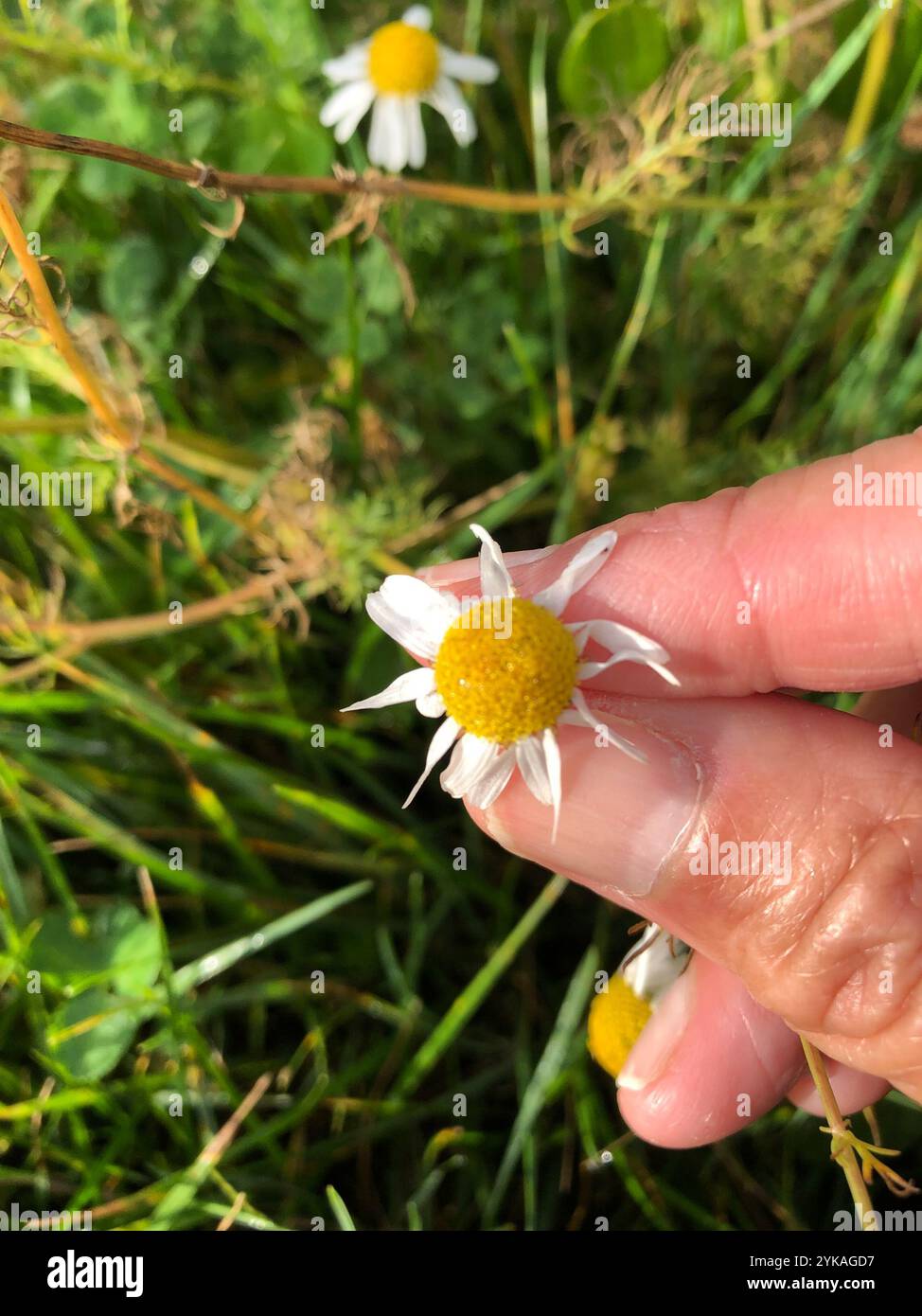 scentless mayweed (Tripleurospermum inodorum Stock Photo - Alamy