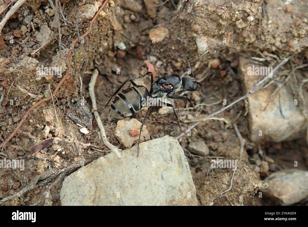 Shiny sugar ant (Camponotus cinctellus Stock Photo - Alamy