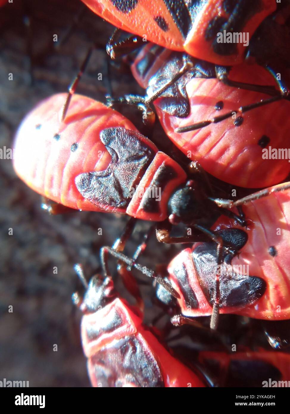 European Firebug (Pyrrhocoris apterus Stock Photo - Alamy