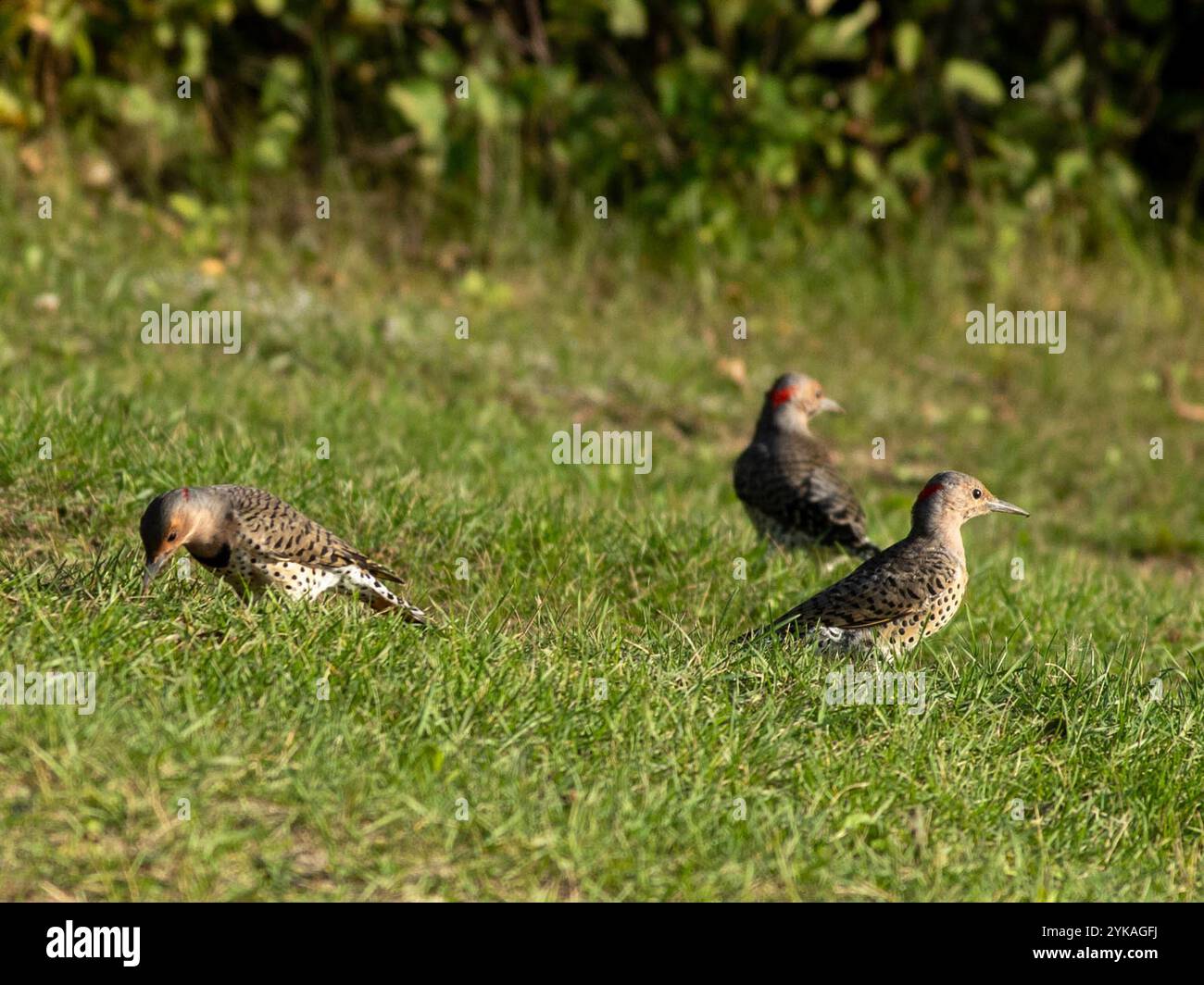 Northern Flicker (Colaptes auratus Stock Photo - Alamy