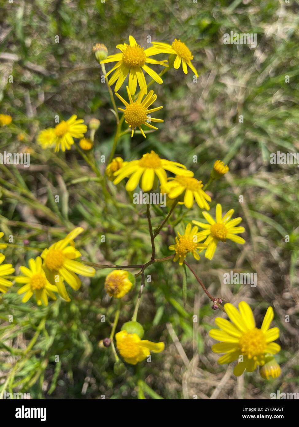 Madagascar Ragwort (Senecio madagascariensis Stock Photo - Alamy