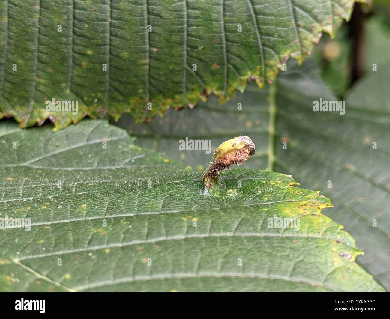 Rice Root Aphid (Tetraneura akinire Stock Photo - Alamy