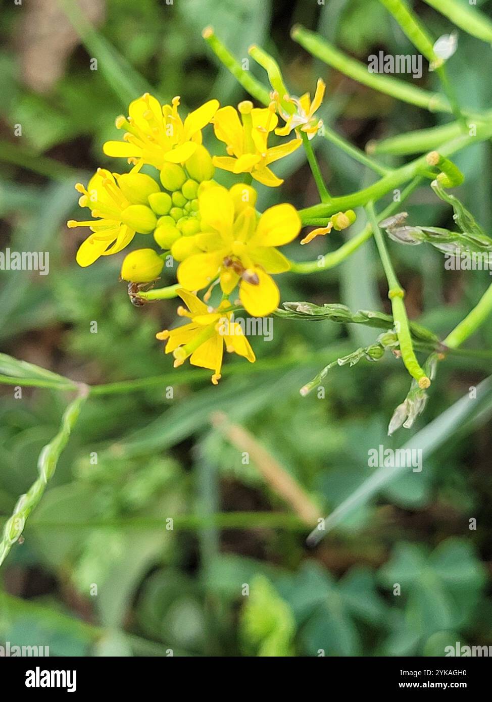 Bog Yellowcress (Rorippa palustris Stock Photo - Alamy