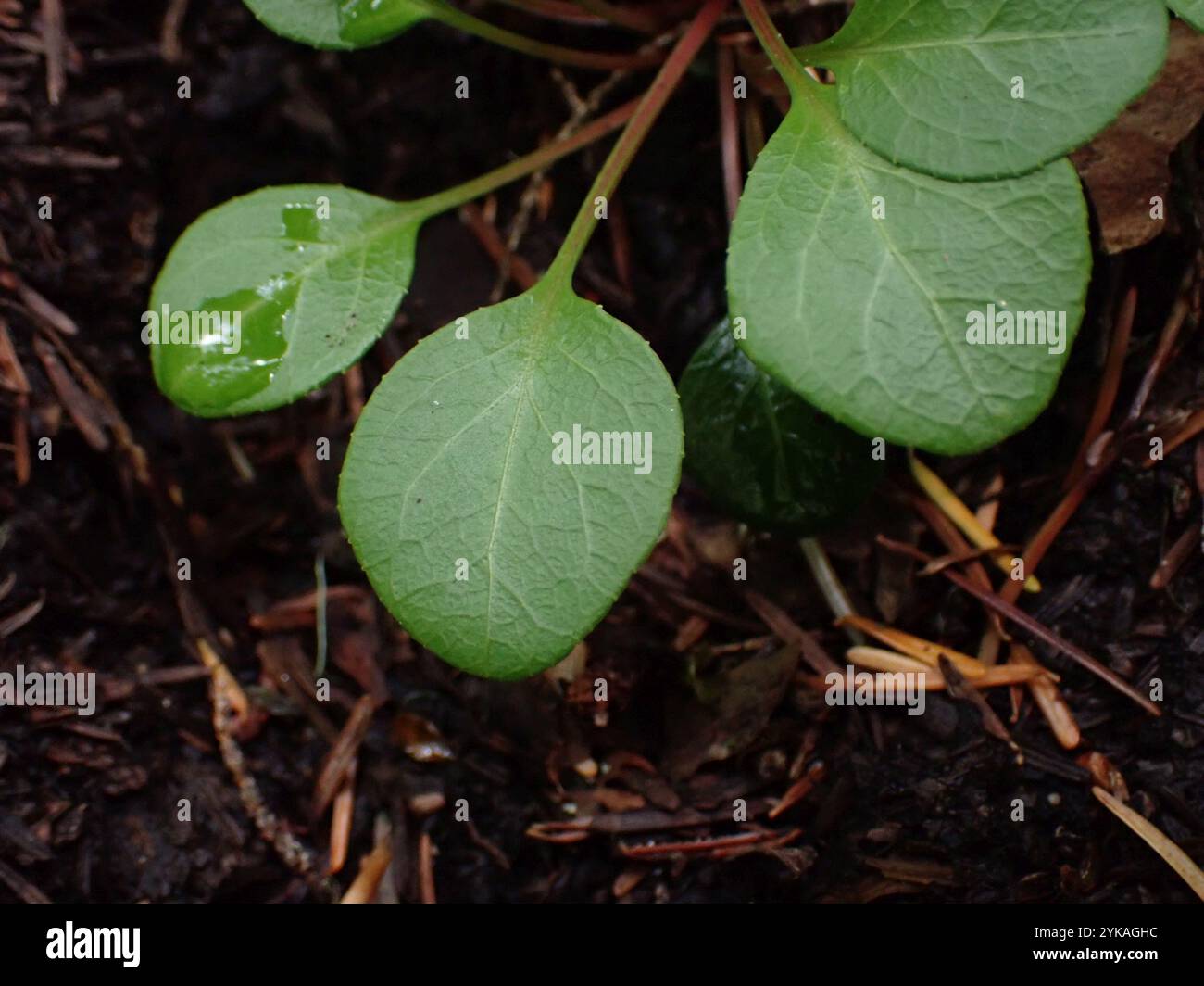 green-flowered wintergreen (Pyrola chlorantha Stock Photo - Alamy