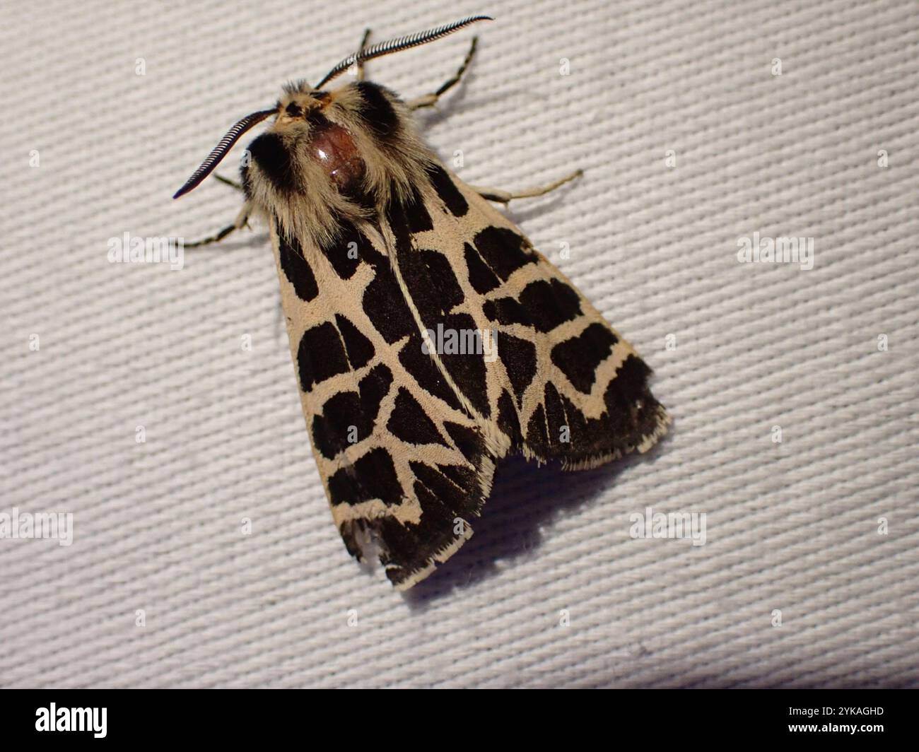 Ornate Tiger Moth (Apantesis ornata Stock Photo - Alamy