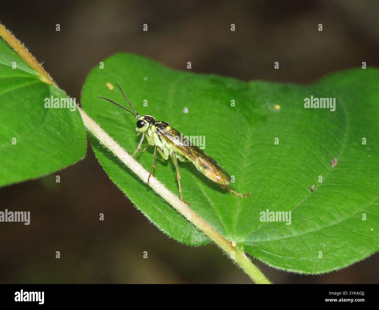 Sawflies, Horntails, and Wood Wasps (Symphyta Stock Photo - Alamy