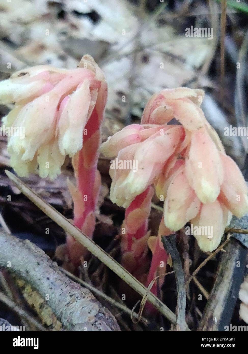pinesap (Monotropa hypopitys Stock Photo - Alamy