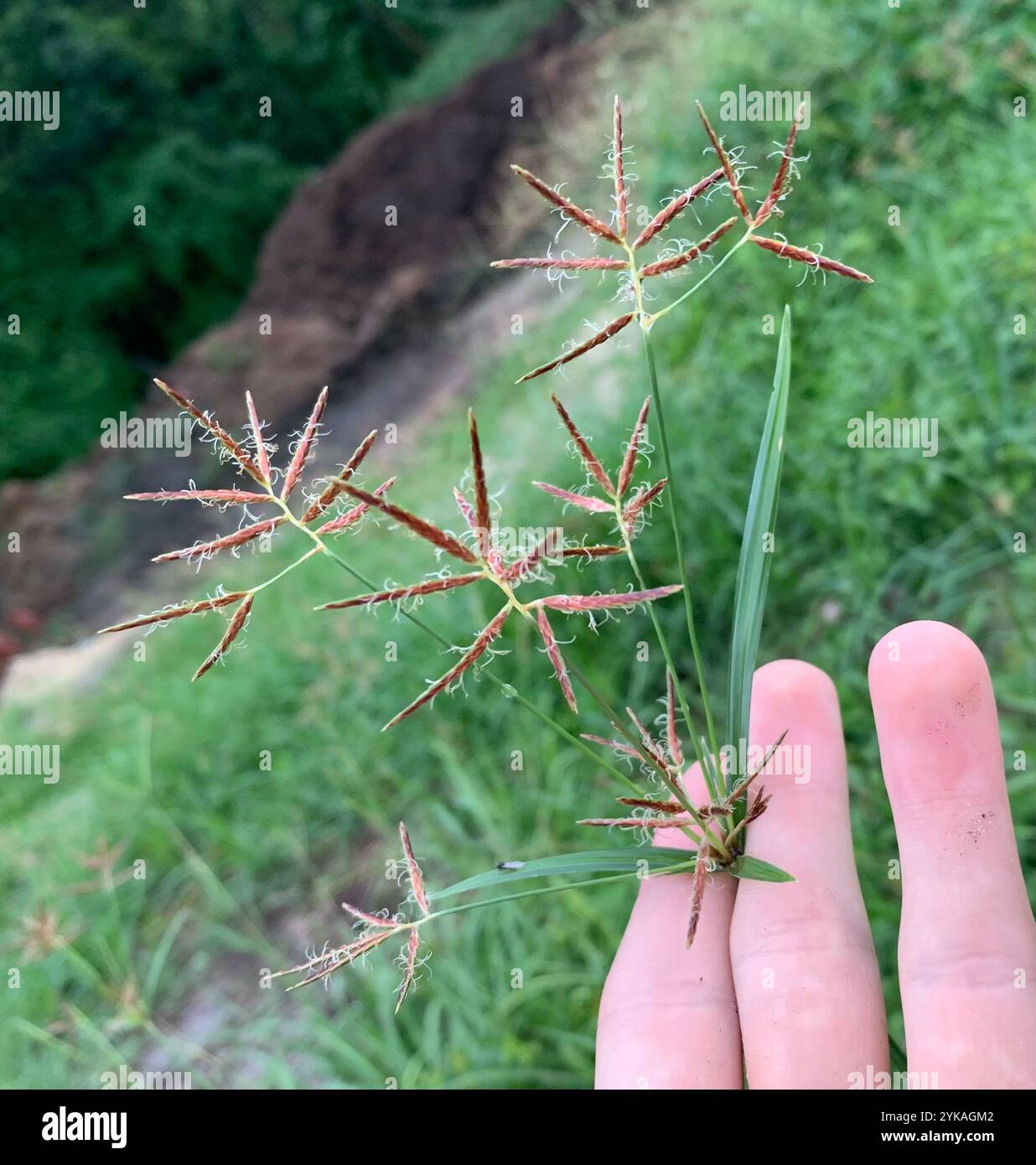 Purple nutsedge (Cyperus rotundus Stock Photo - Alamy