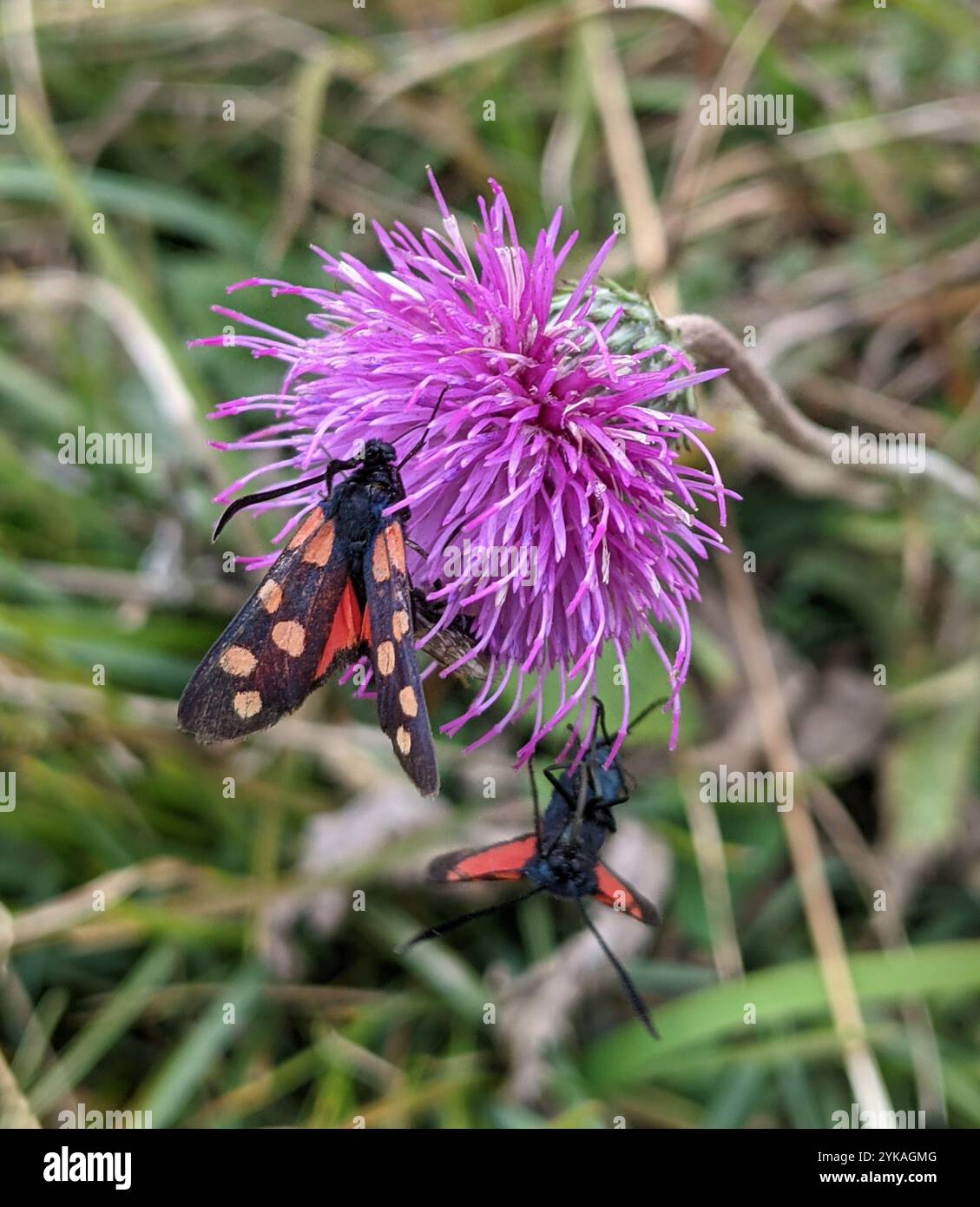 Transalpine burnet moth (Zygaena transalpina Stock Photo - Alamy