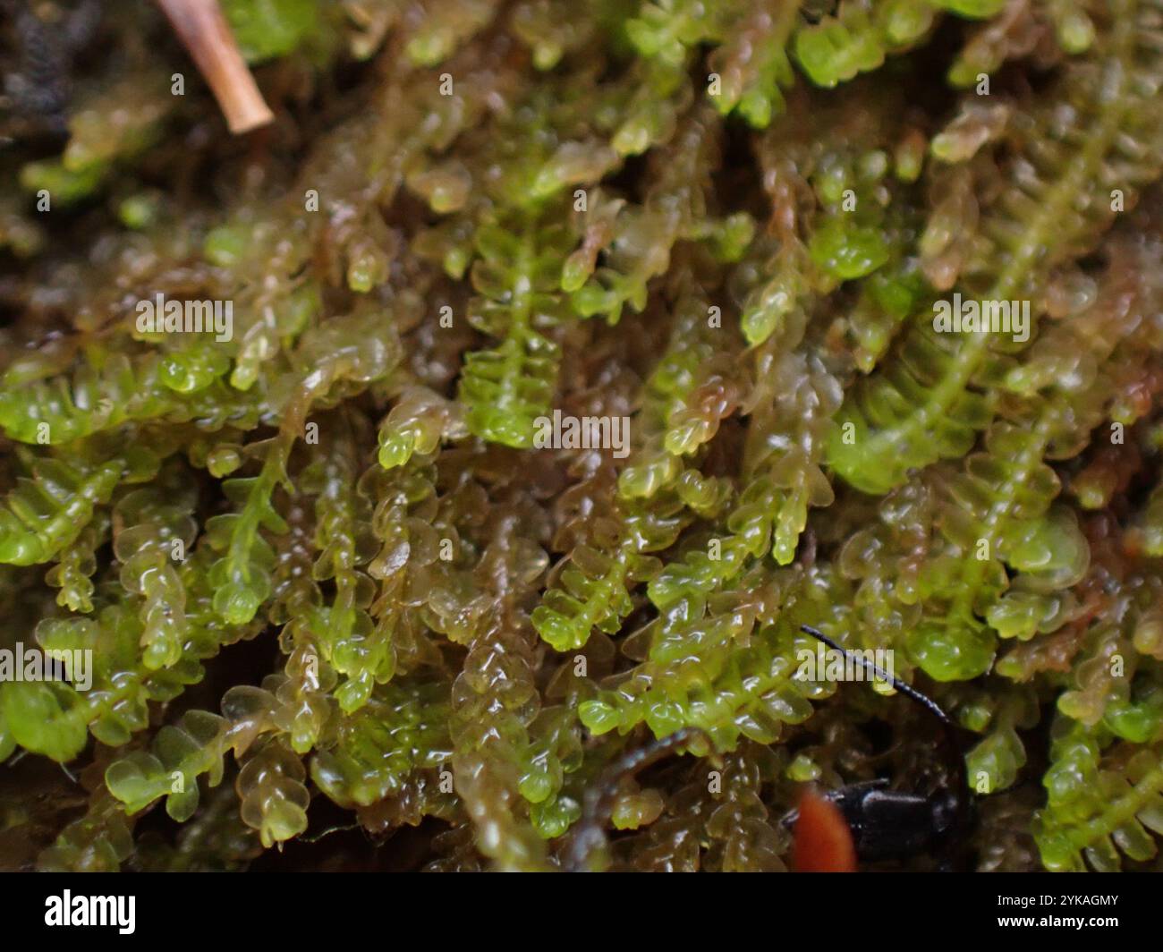 Jungermanniales hi-res stock photography and images - Alamy