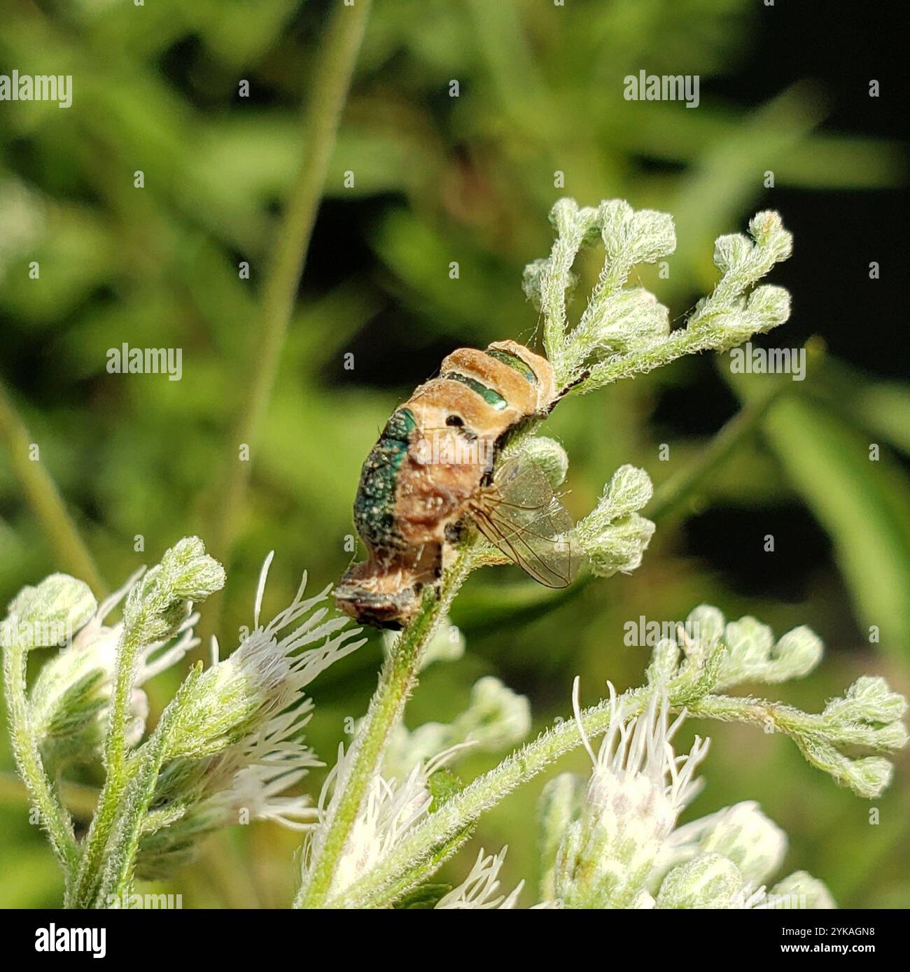 Fly Death Fungi (Entomophthora muscae Stock Photo - Alamy