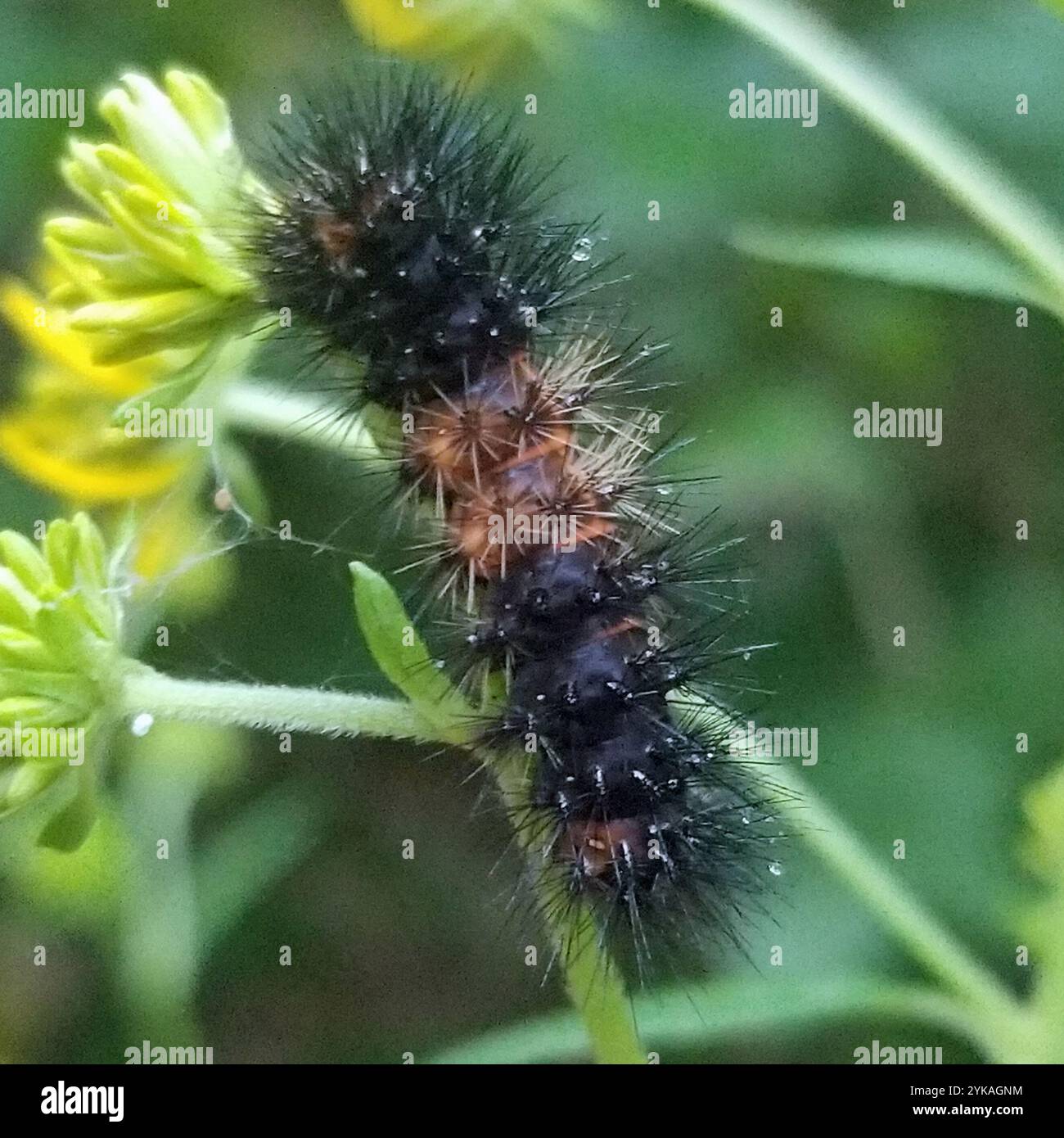 Giant Leopard Moth (Hypercompe scribonia Stock Photo - Alamy