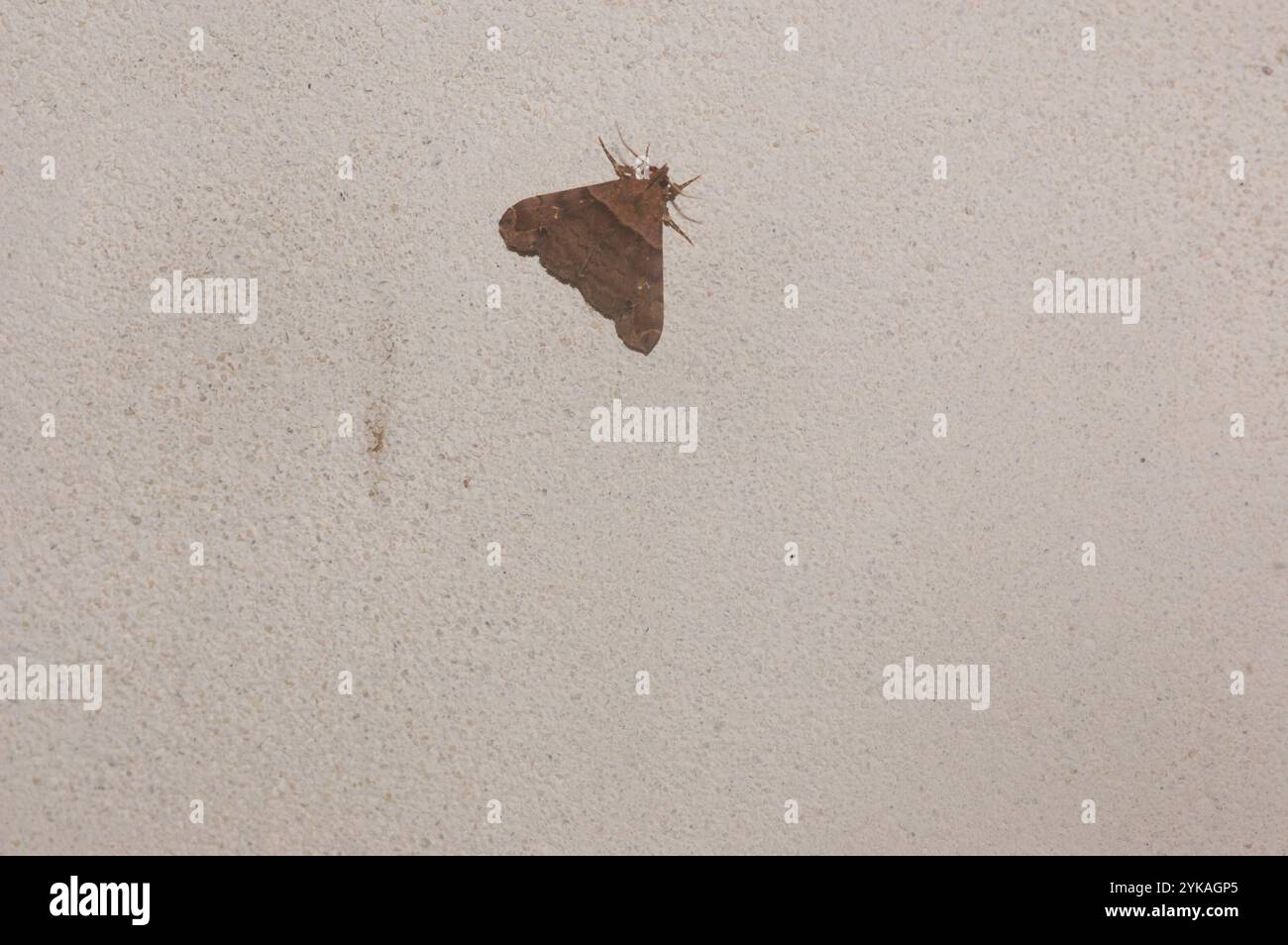Ambiguous Moth (Lascoria ambigualis Stock Photo - Alamy