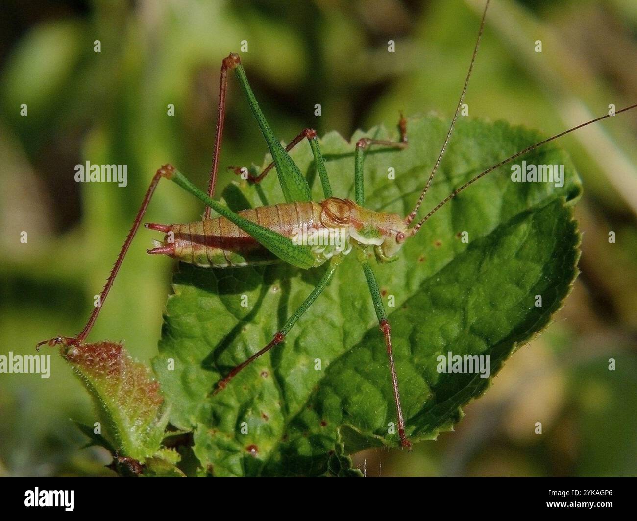 Striped Bush-cricket (Leptophyes albovittata Stock Photo - Alamy