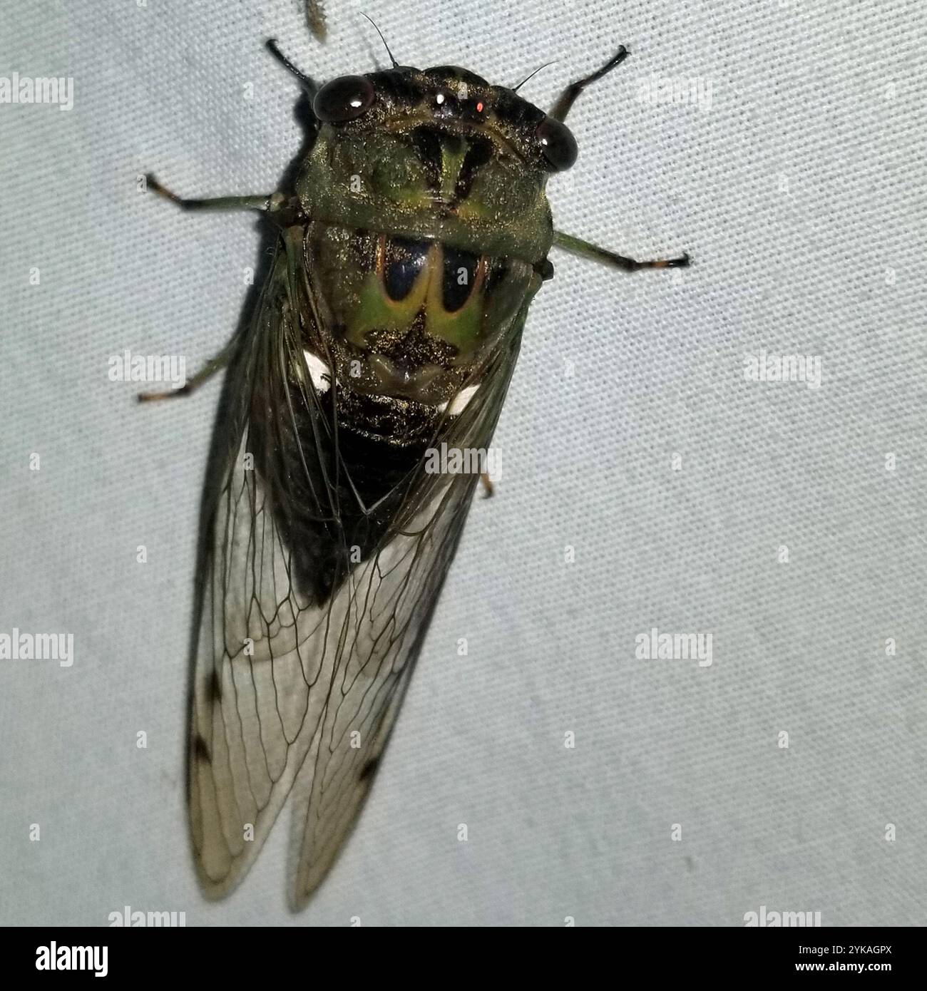 Neotibicen pruinosus hi-res stock photography and images - Alamy