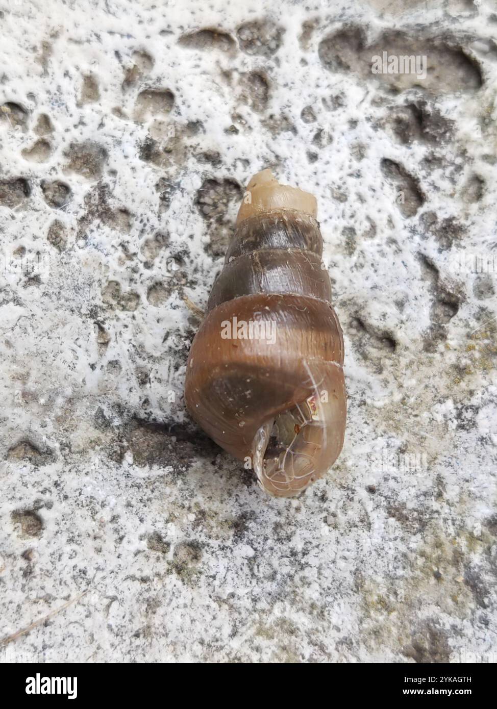 Decollate Snail (Rumina decollata Stock Photo - Alamy