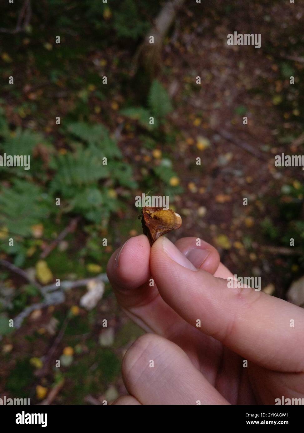 Alder Bracket (Mensularia radiata Stock Photo - Alamy