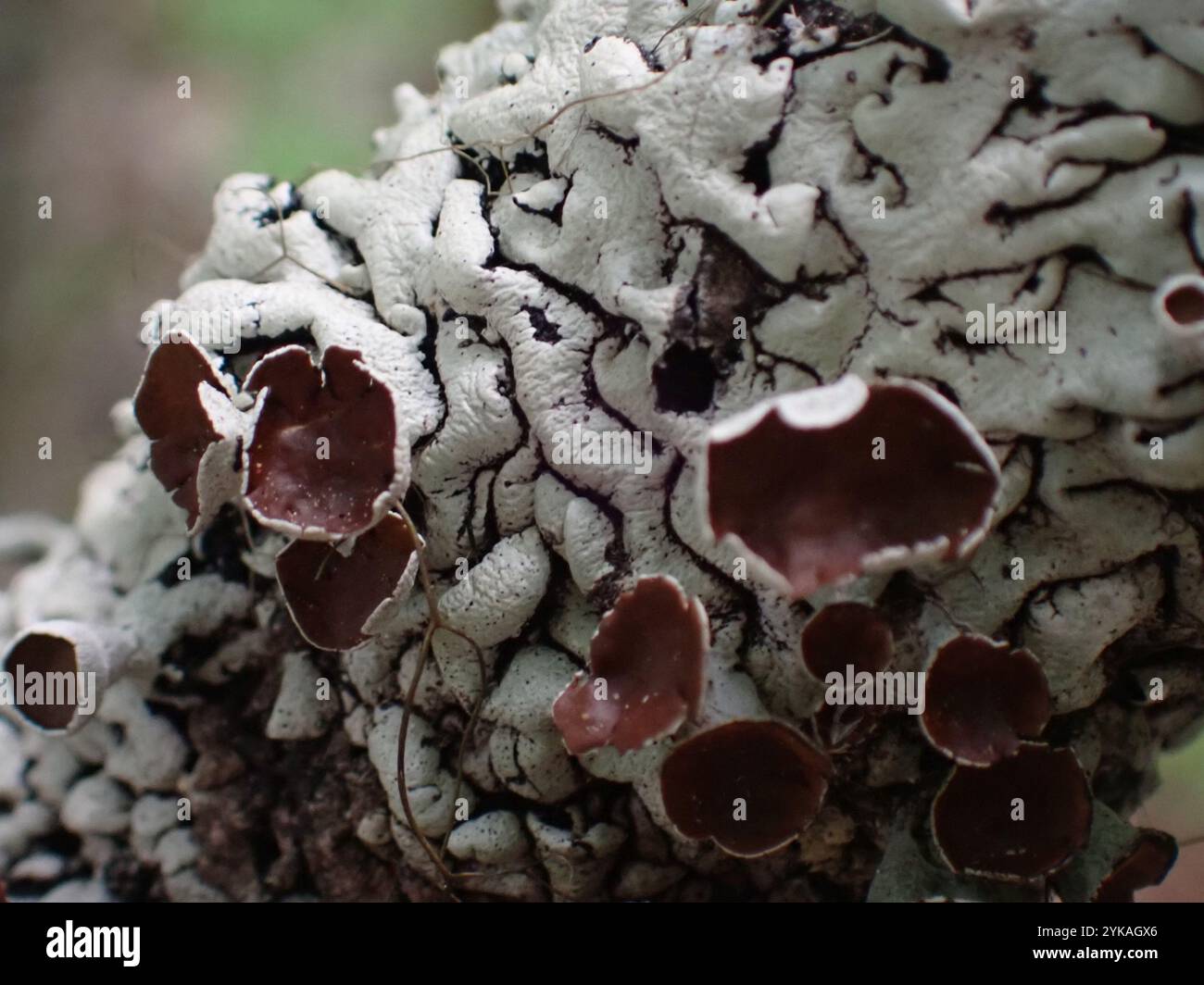 Tube Lichens (Hypogymnia Stock Photo - Alamy