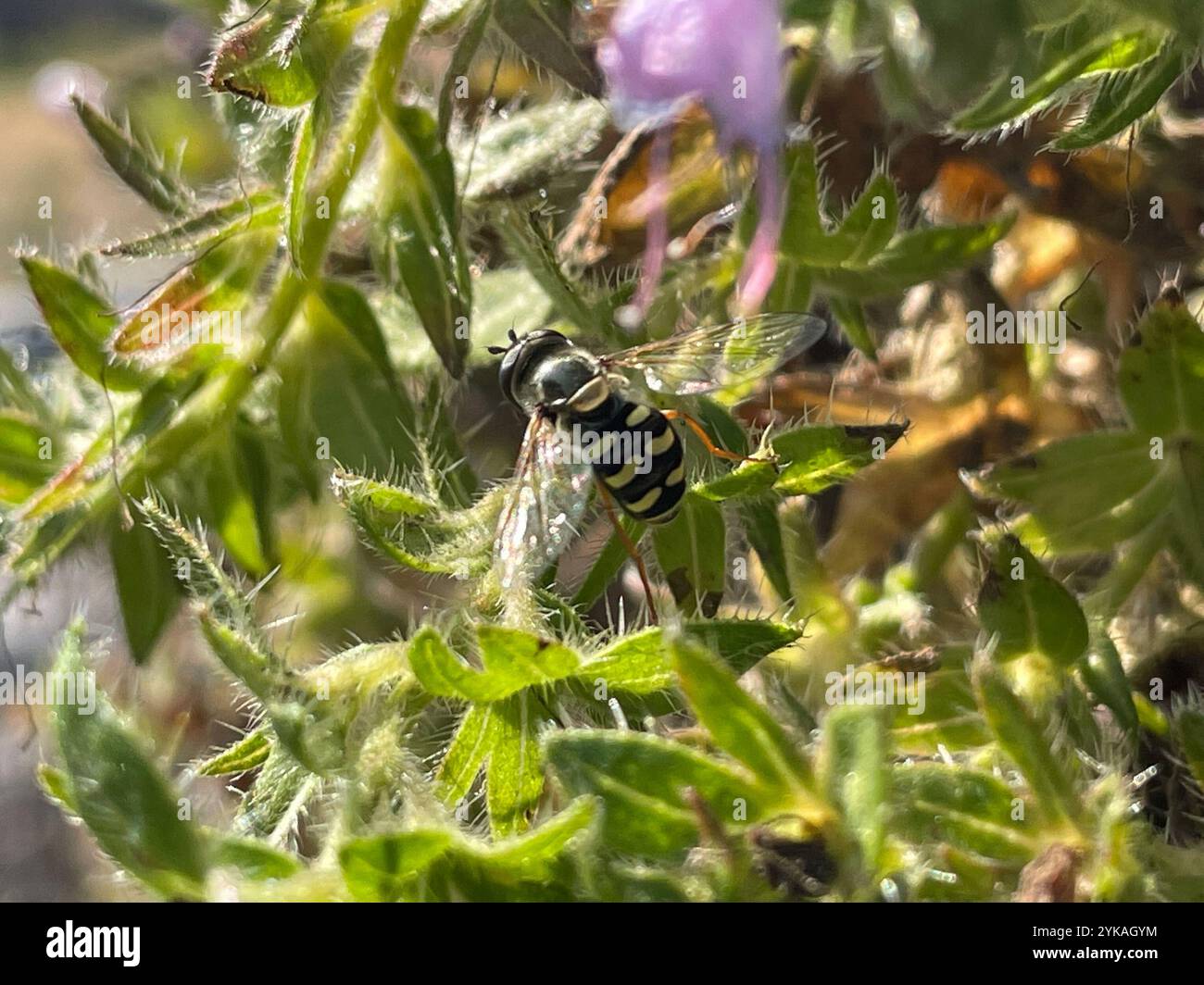 Large-tailed Aphideater (Eupeodes volucris Stock Photo - Alamy
