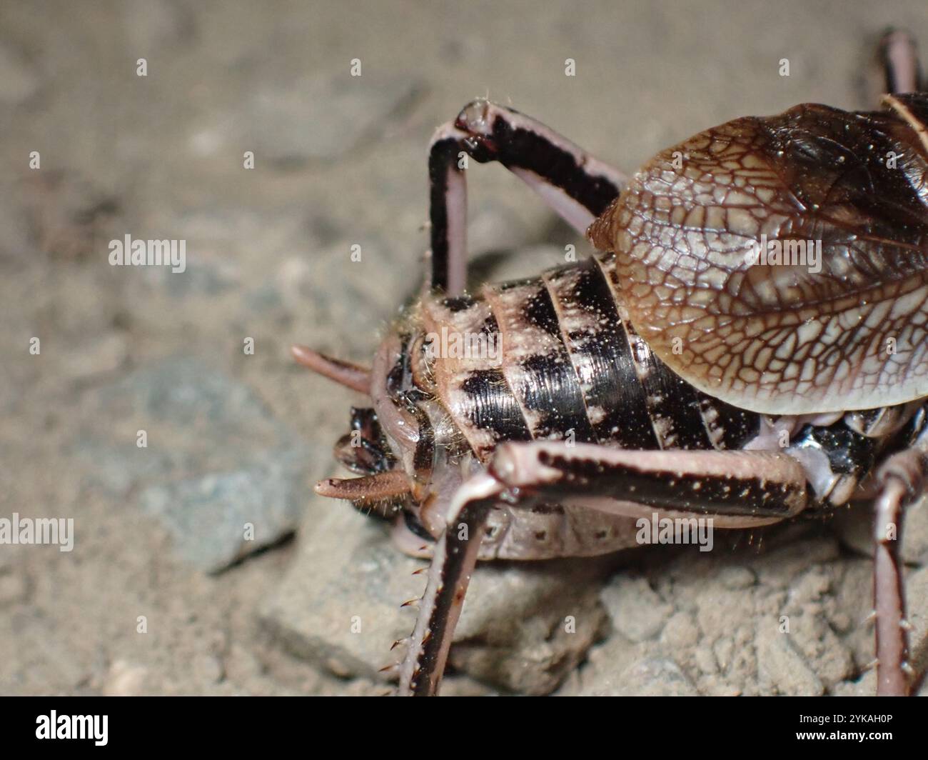 Great Grig (Cyphoderris monstrosa Stock Photo - Alamy
