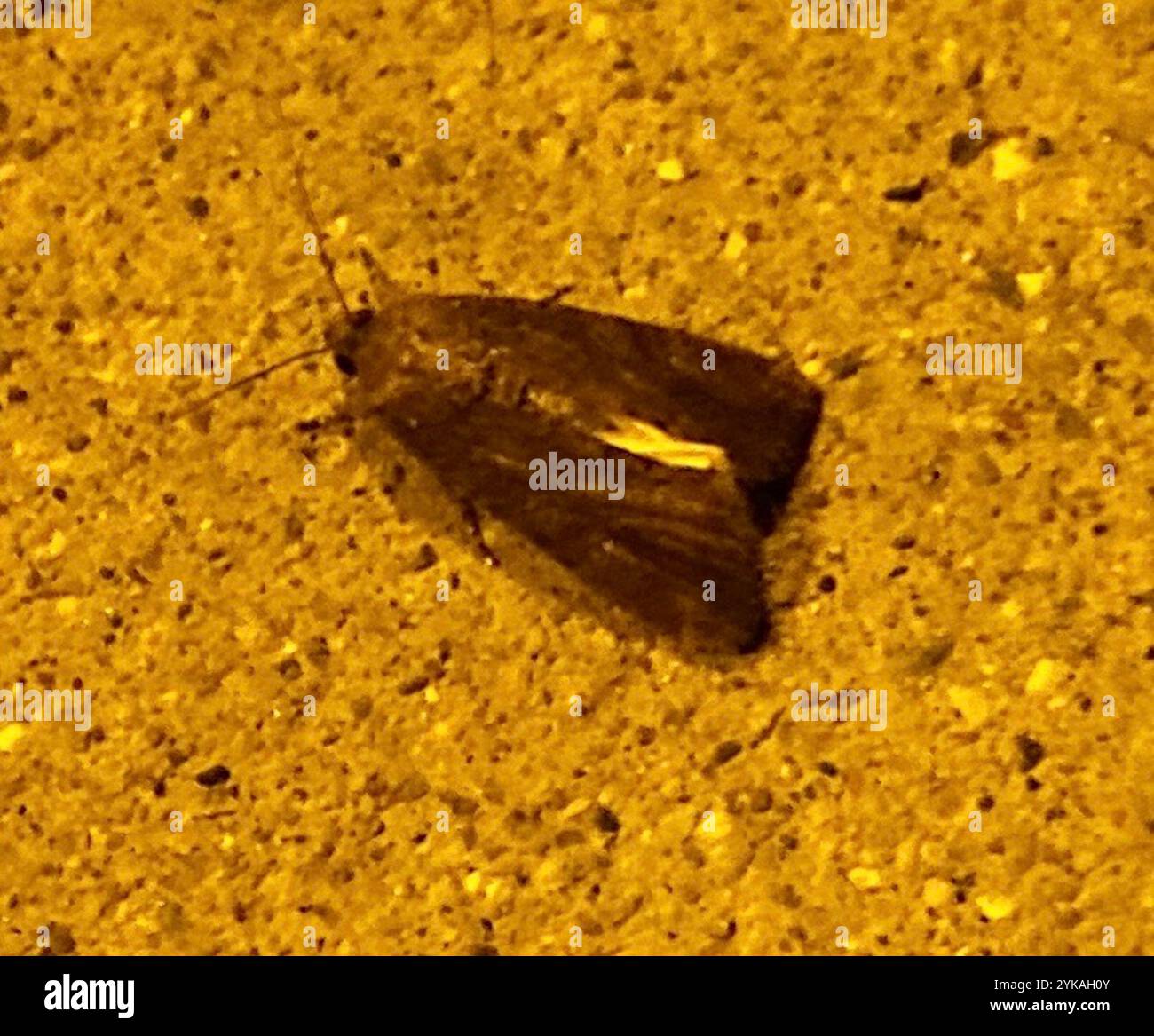Fall Armyworm Moth (Spodoptera frugiperda Stock Photo - Alamy
